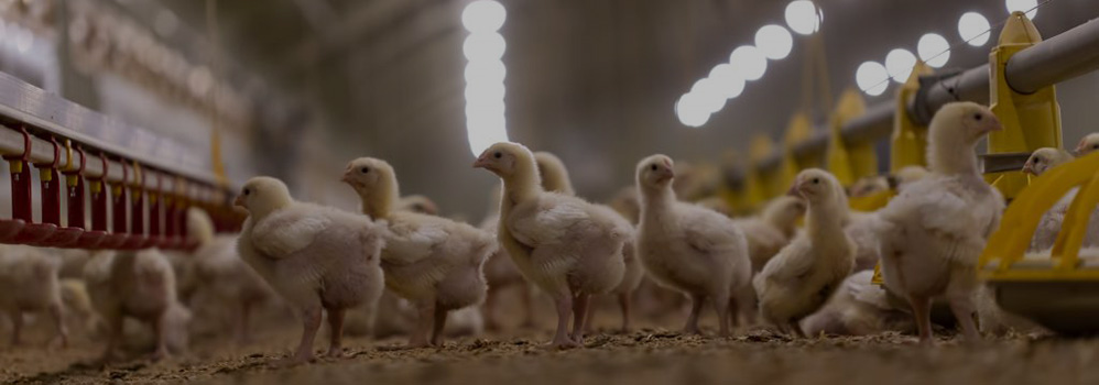 Poultry Products | Assist Natural Products & Services