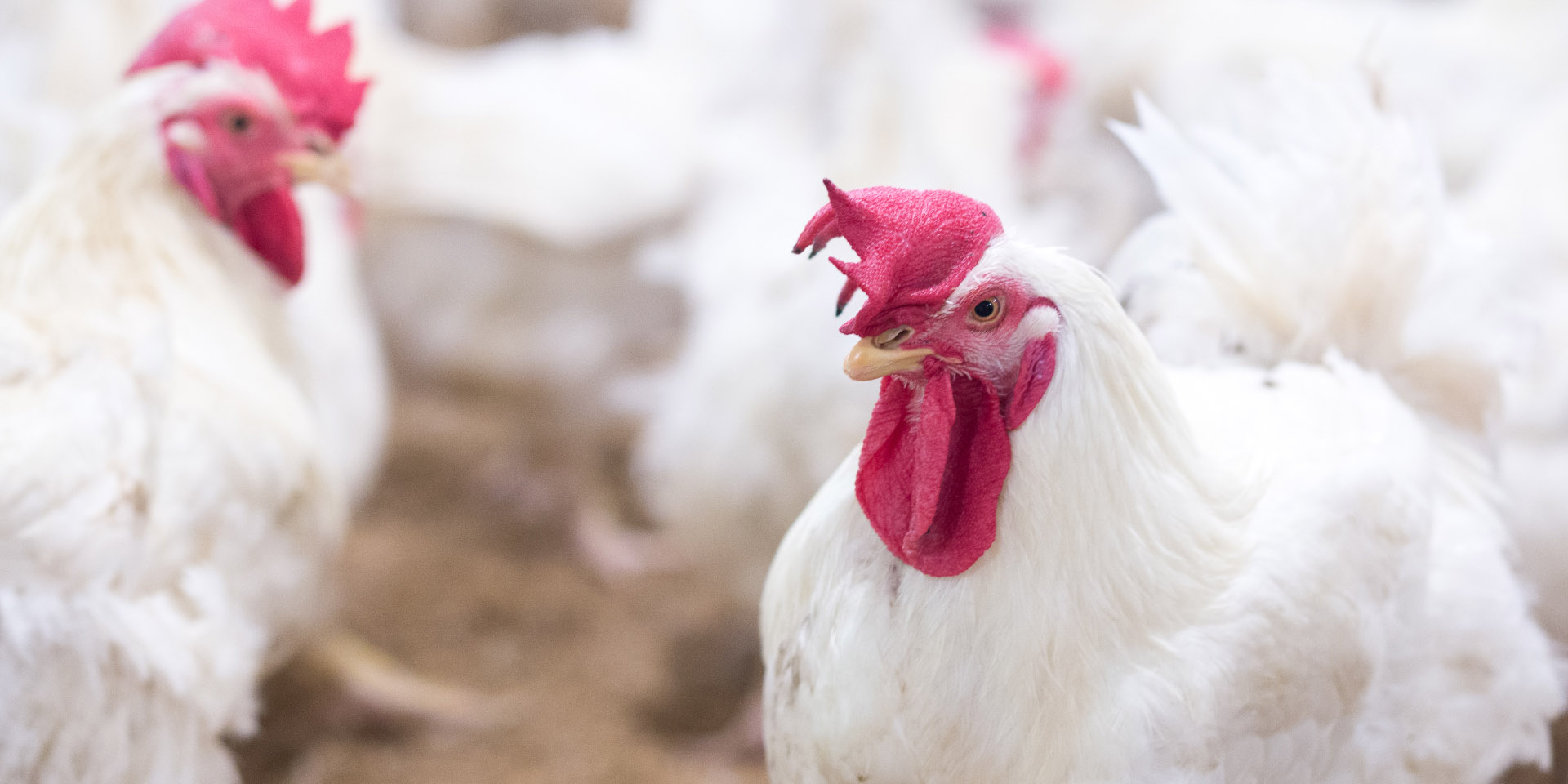 Poultry Solutions - Assist Natural Products and Services LLC