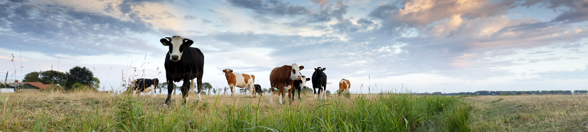 Pit Magic | Assist Natural Products & Services